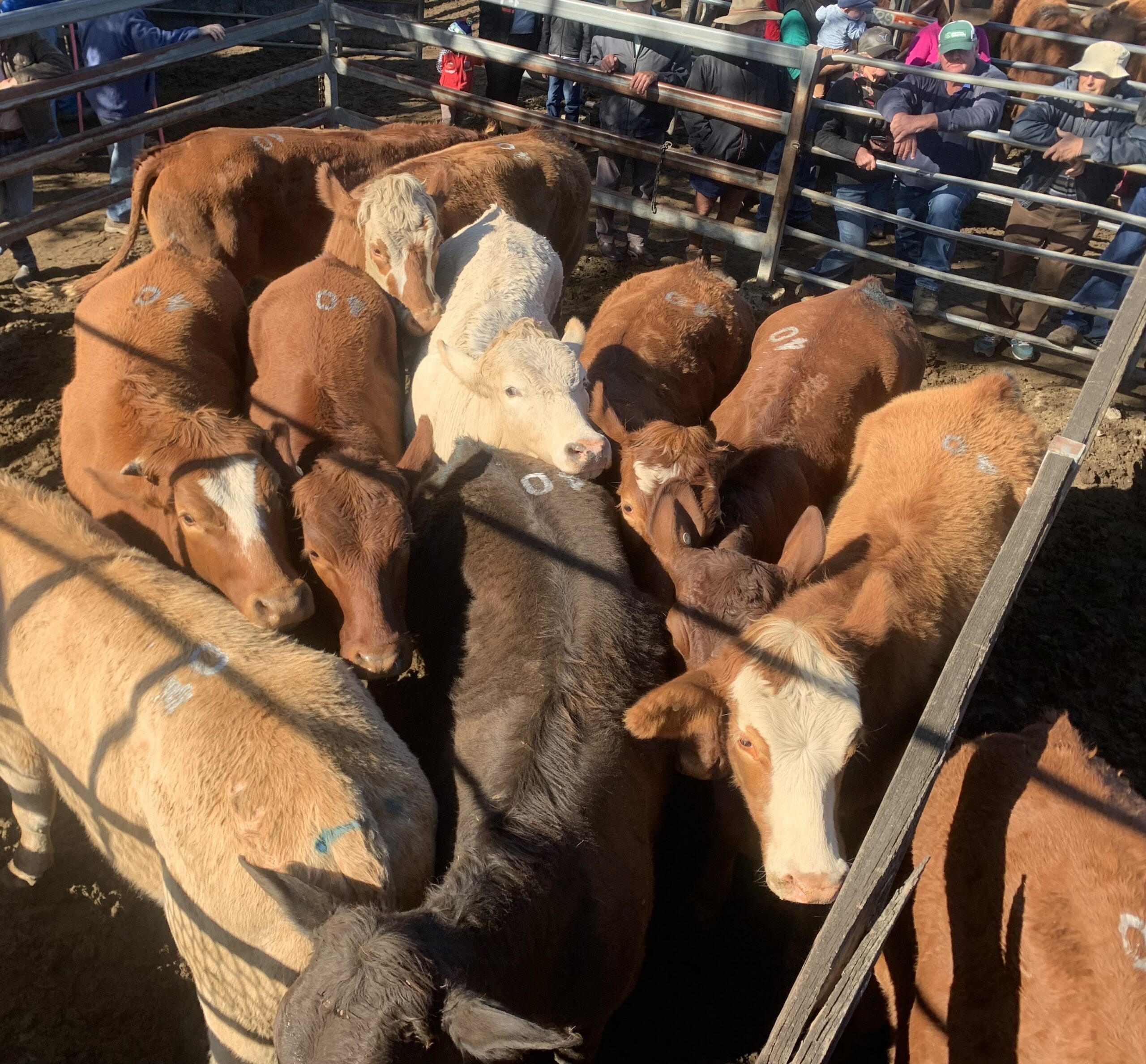 Toogoolawah Weaner and Store Sale 15/07/2022 | Shepherdson & Boyd