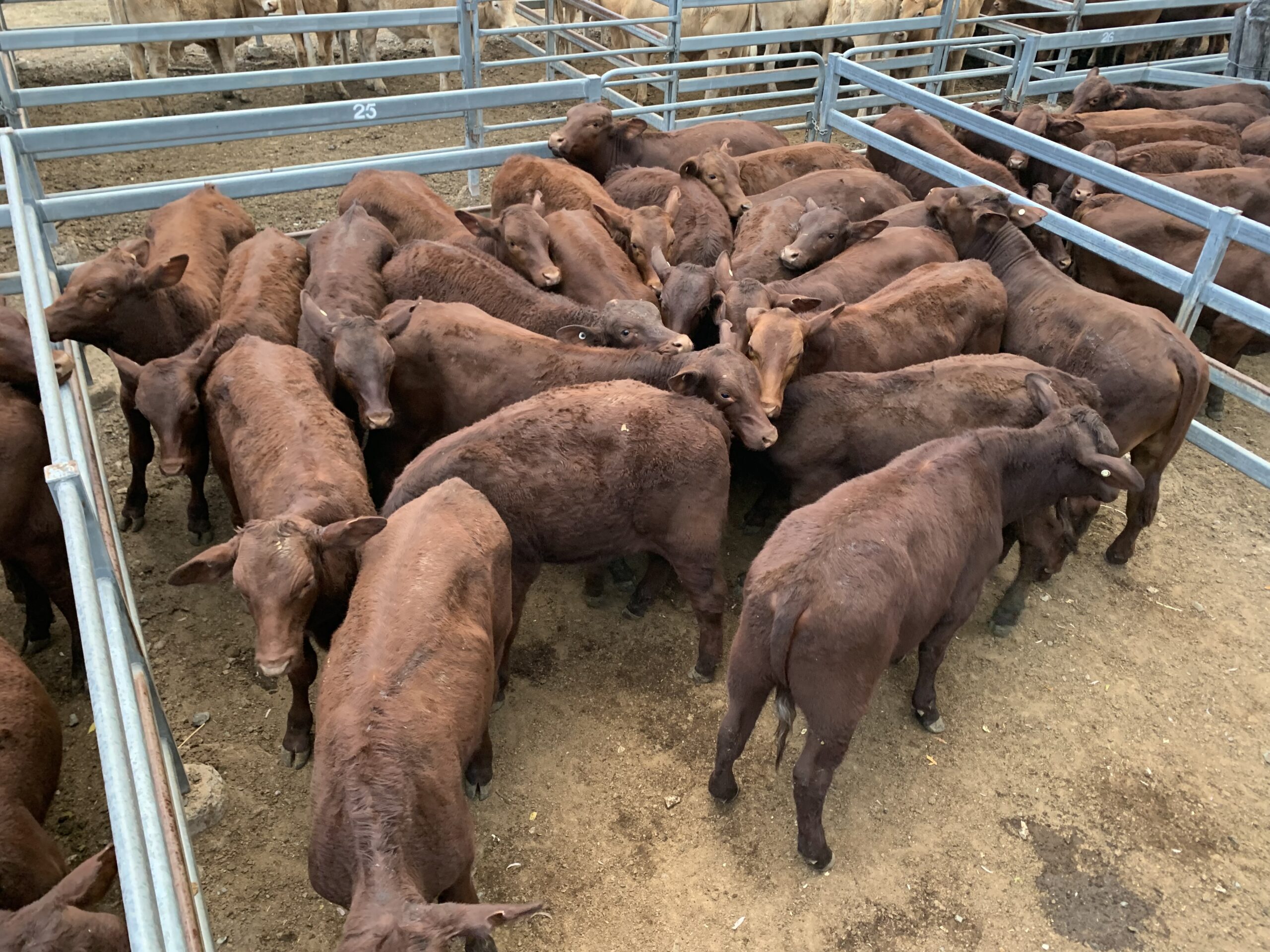 Toogoolawah Store Sale 18/8/23 | Shepherdson & Boyd