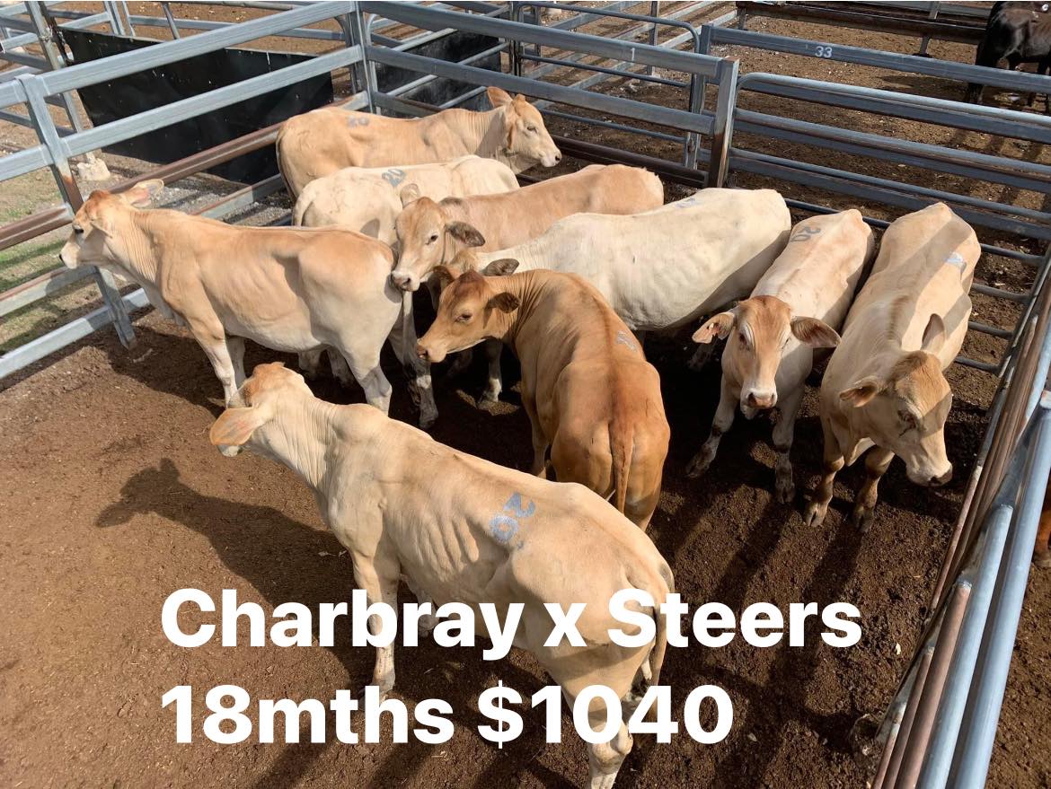 Toogoolawah Store Sale 24/11/23 | Shepherdson & Boyd