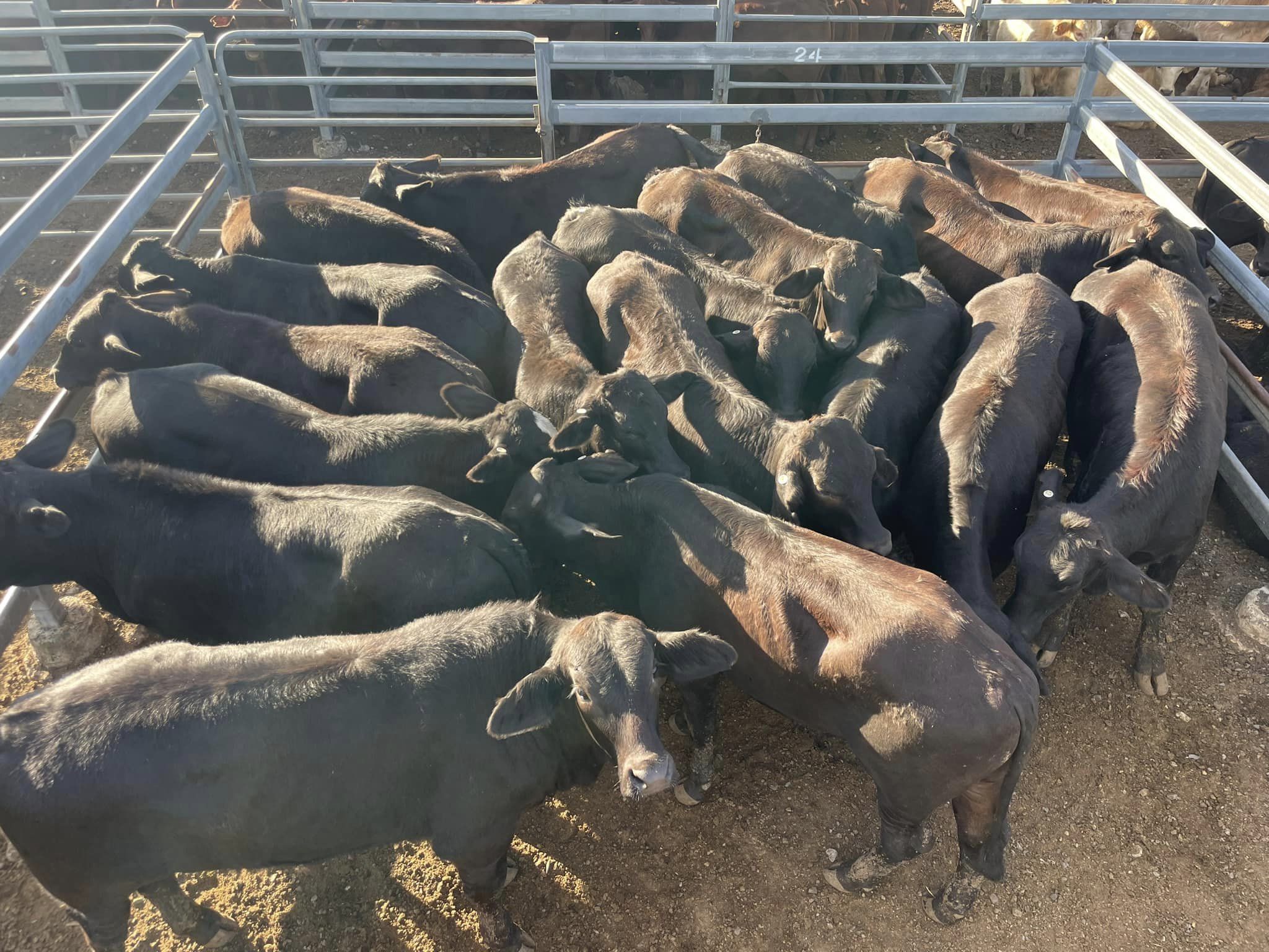 Toogoolawah July Weaner Sale | Shepherdson & Boyd