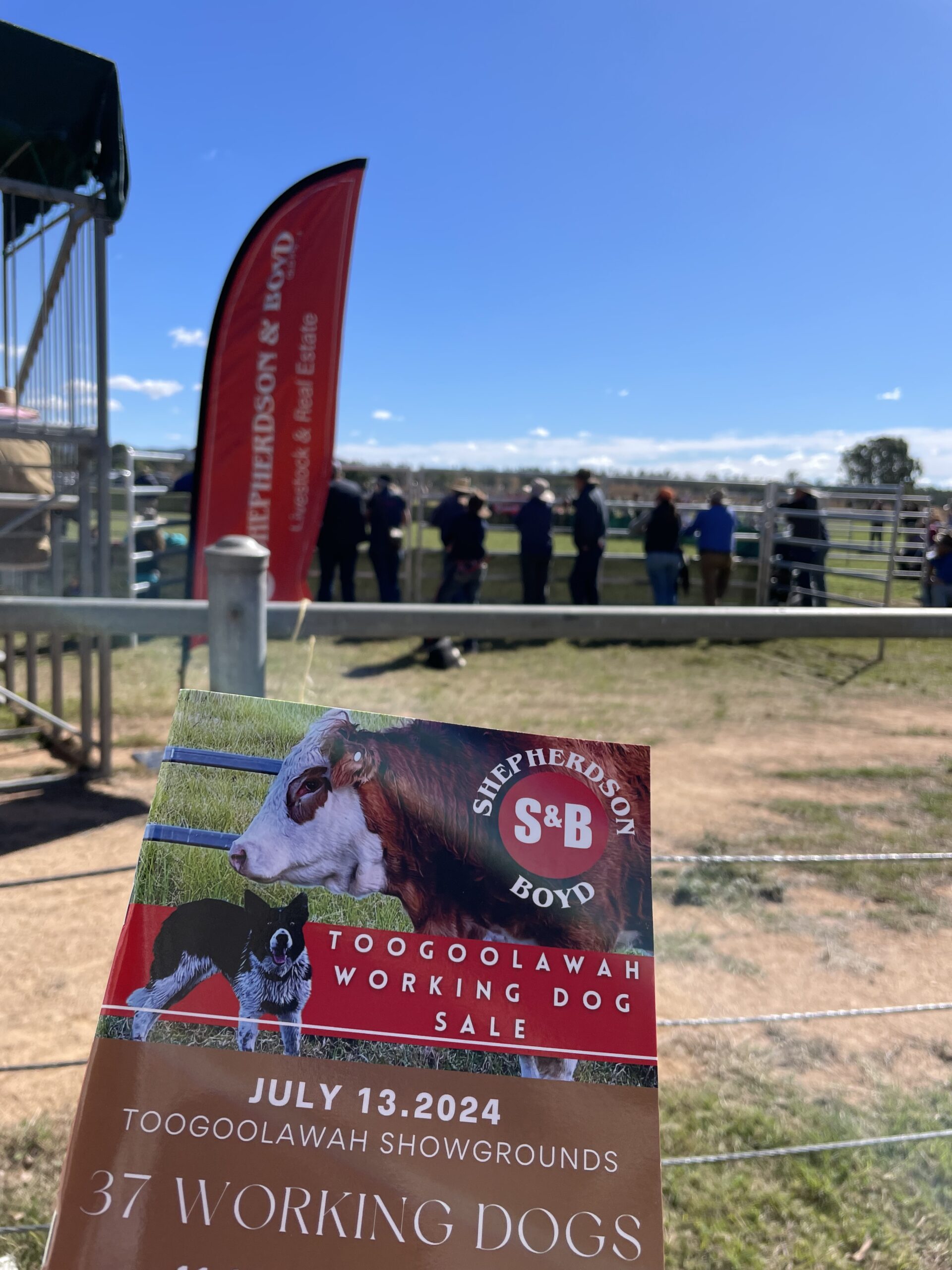 Toogoolawah Working Dog Sale | Shepherdson & Boyd